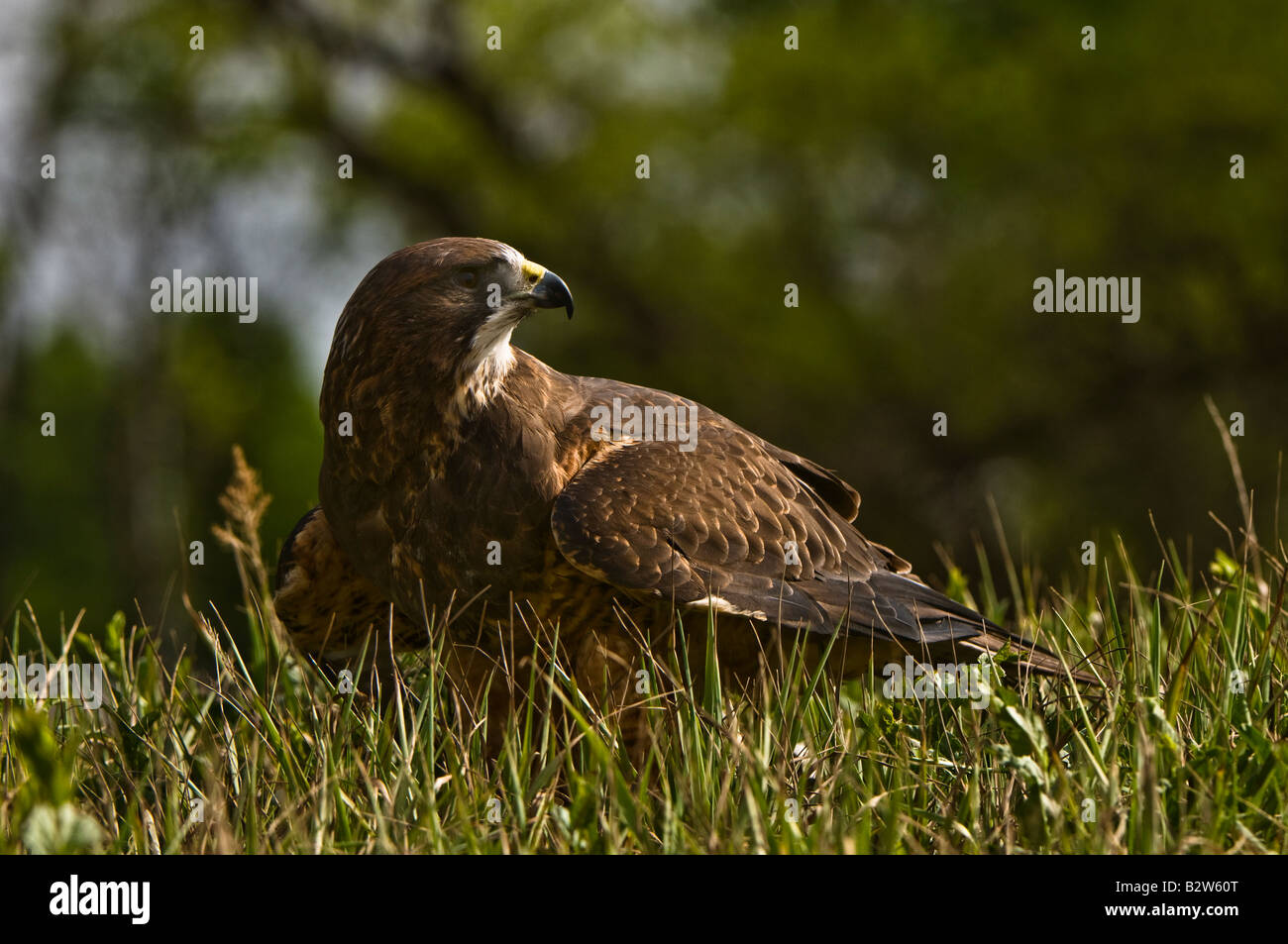 Swainson’s Hawk (Buteo swainsoni Stock Photo - Alamy