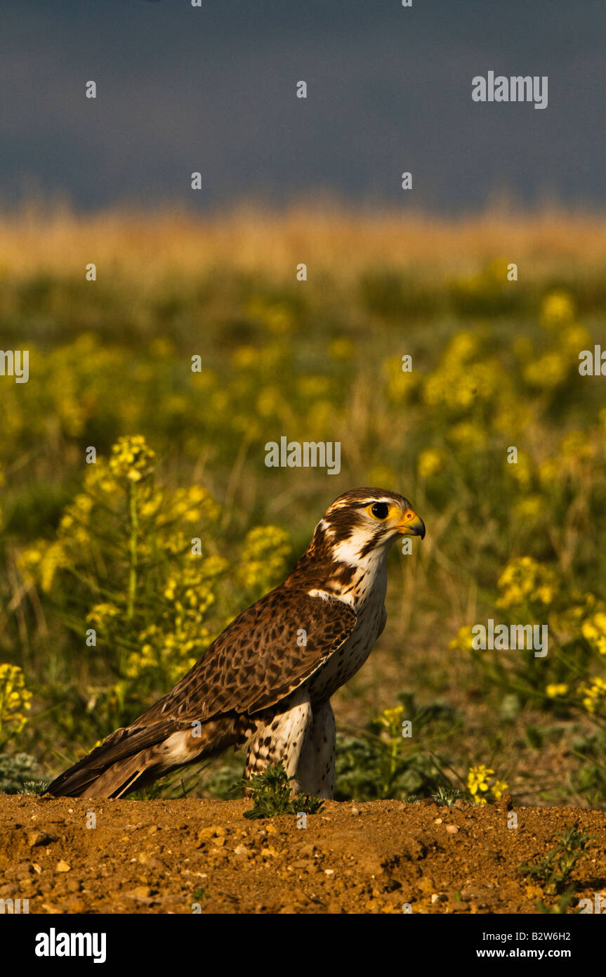 Prairie Falcon (Falco mexicanus Stock Photo - Alamy