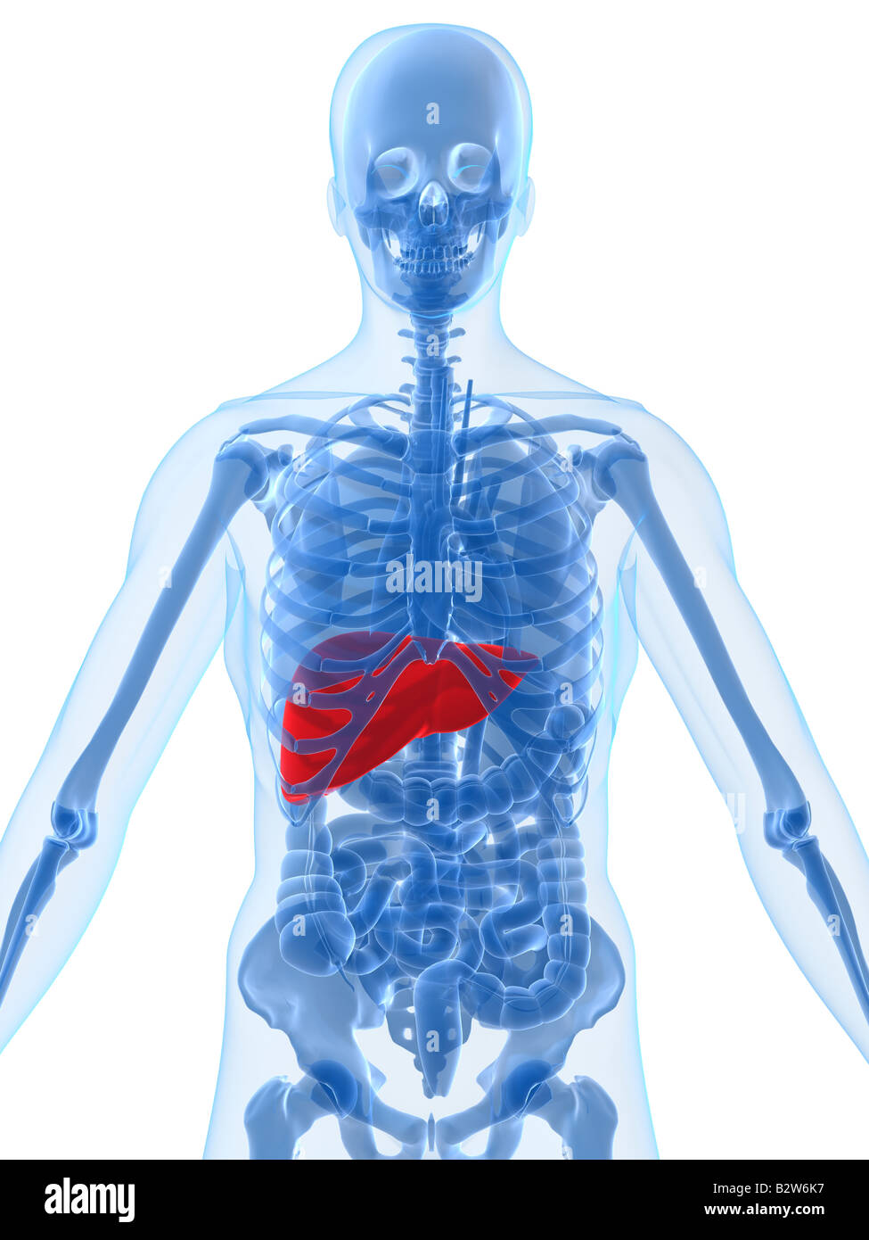 Liver human anatomy hi-res stock photography and images - Alamy