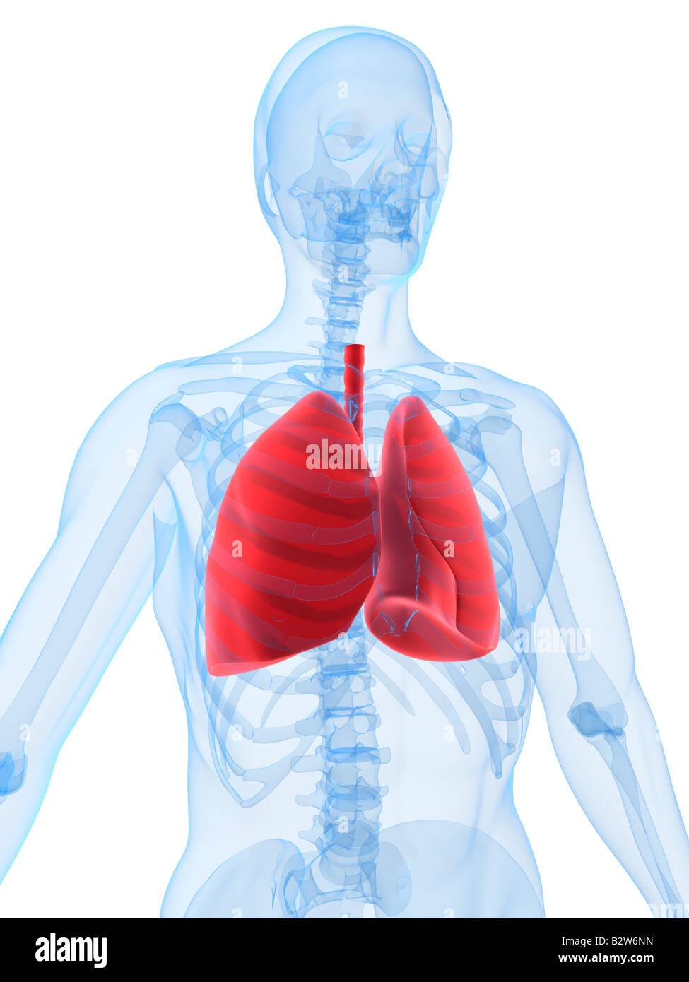 Lung human hi-res stock photography and images - Alamy