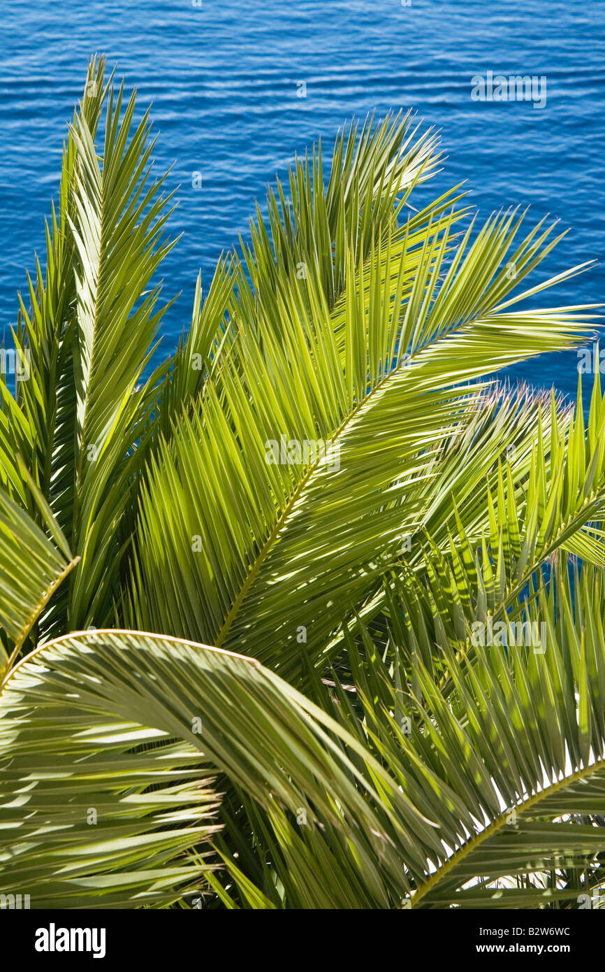 Palm tree leaves wave in the sunshine in front of a blue Adriatic Sea ...