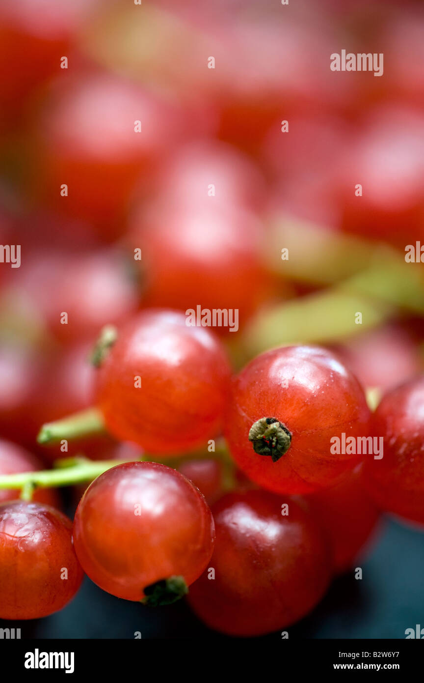Redcurrants. Ribes rubrum Stock Photo - Alamy