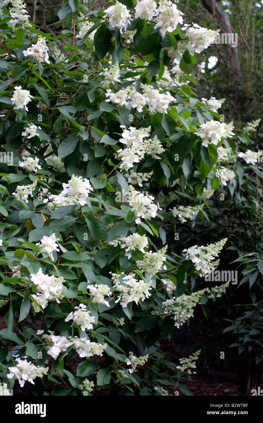 HYDRANGEA PANICULATA PRAECOX Stock Photo - Alamy