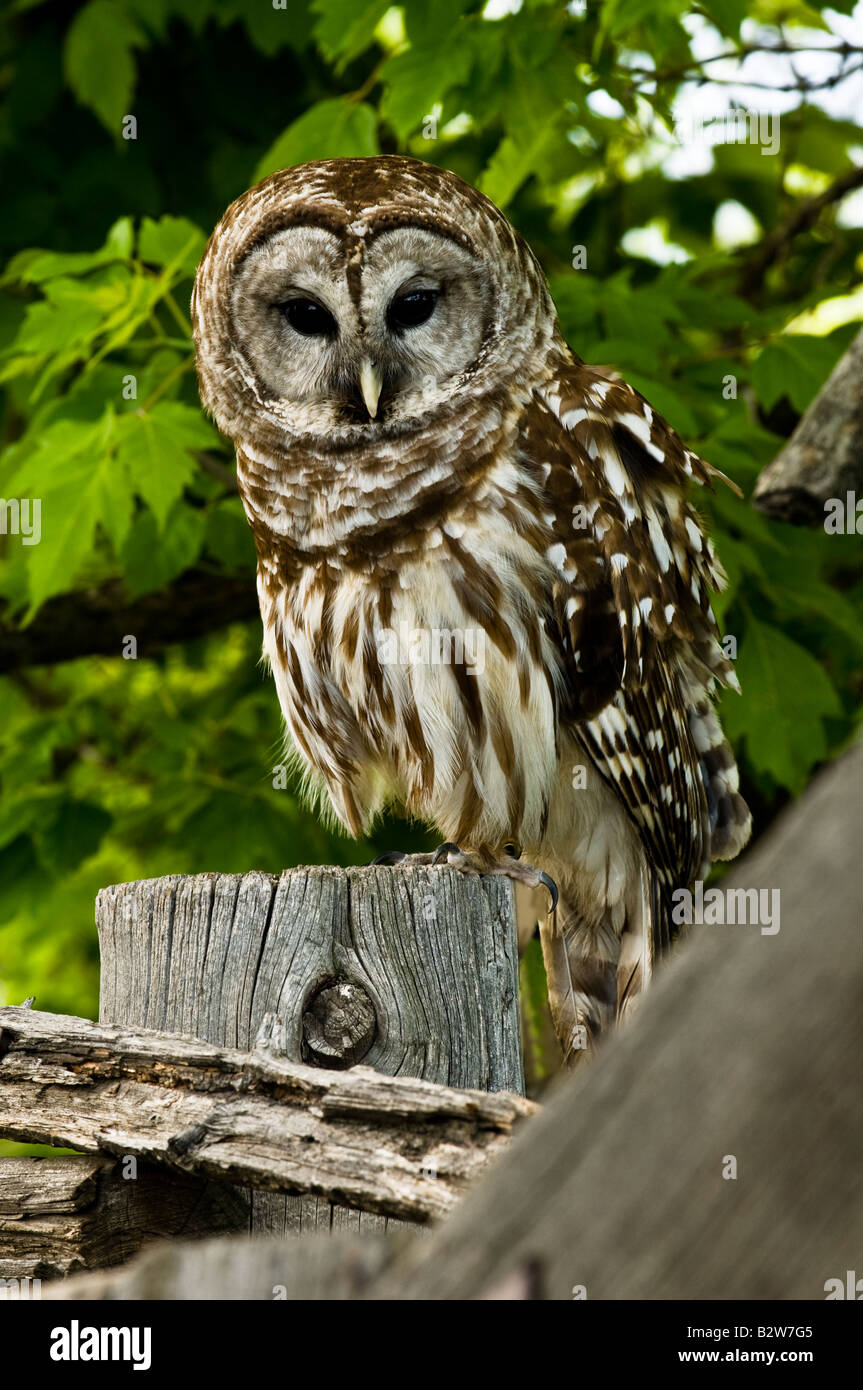 Barred Owl (Strix varia Stock Photo - Alamy