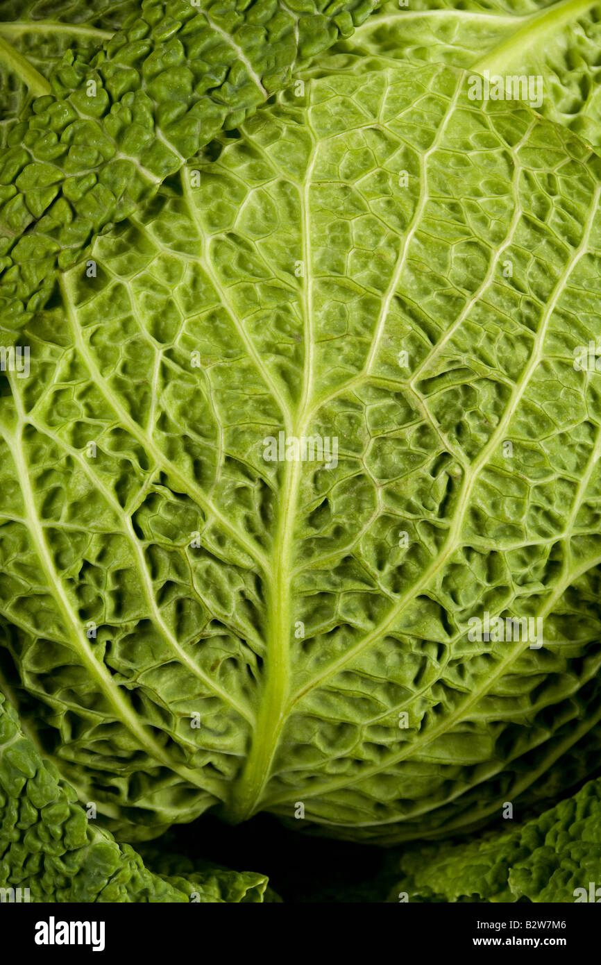 Single cabbage leaf hi-res stock photography and images - Alamy