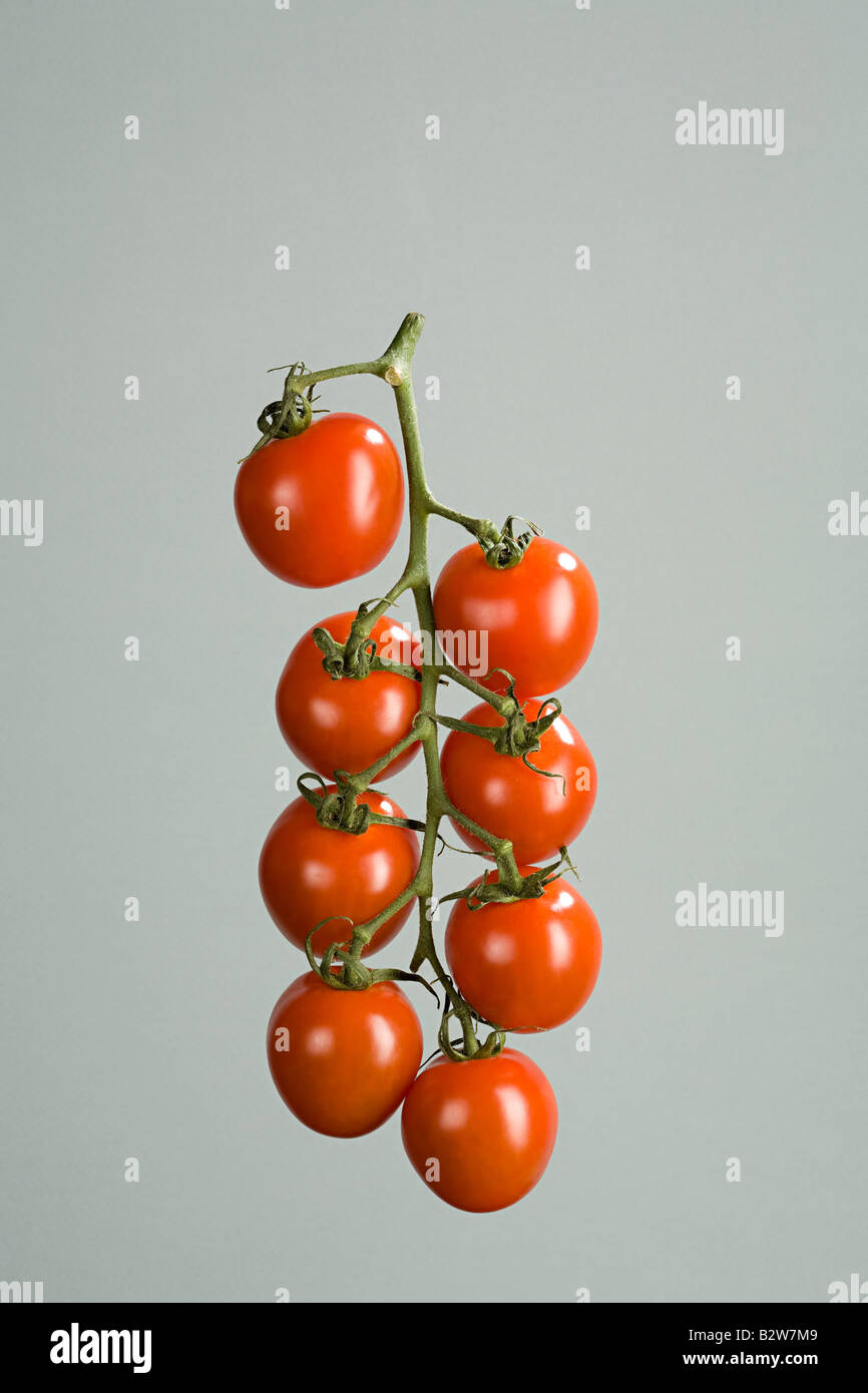 Vine on stem hi-res stock photography and images - Alamy