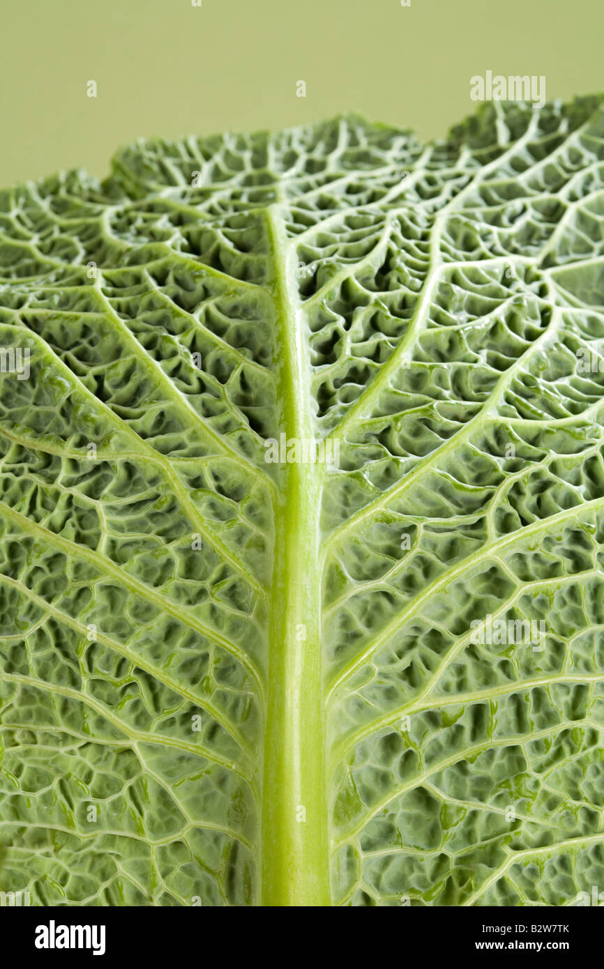 Single cabbage leaf hi-res stock photography and images - Alamy