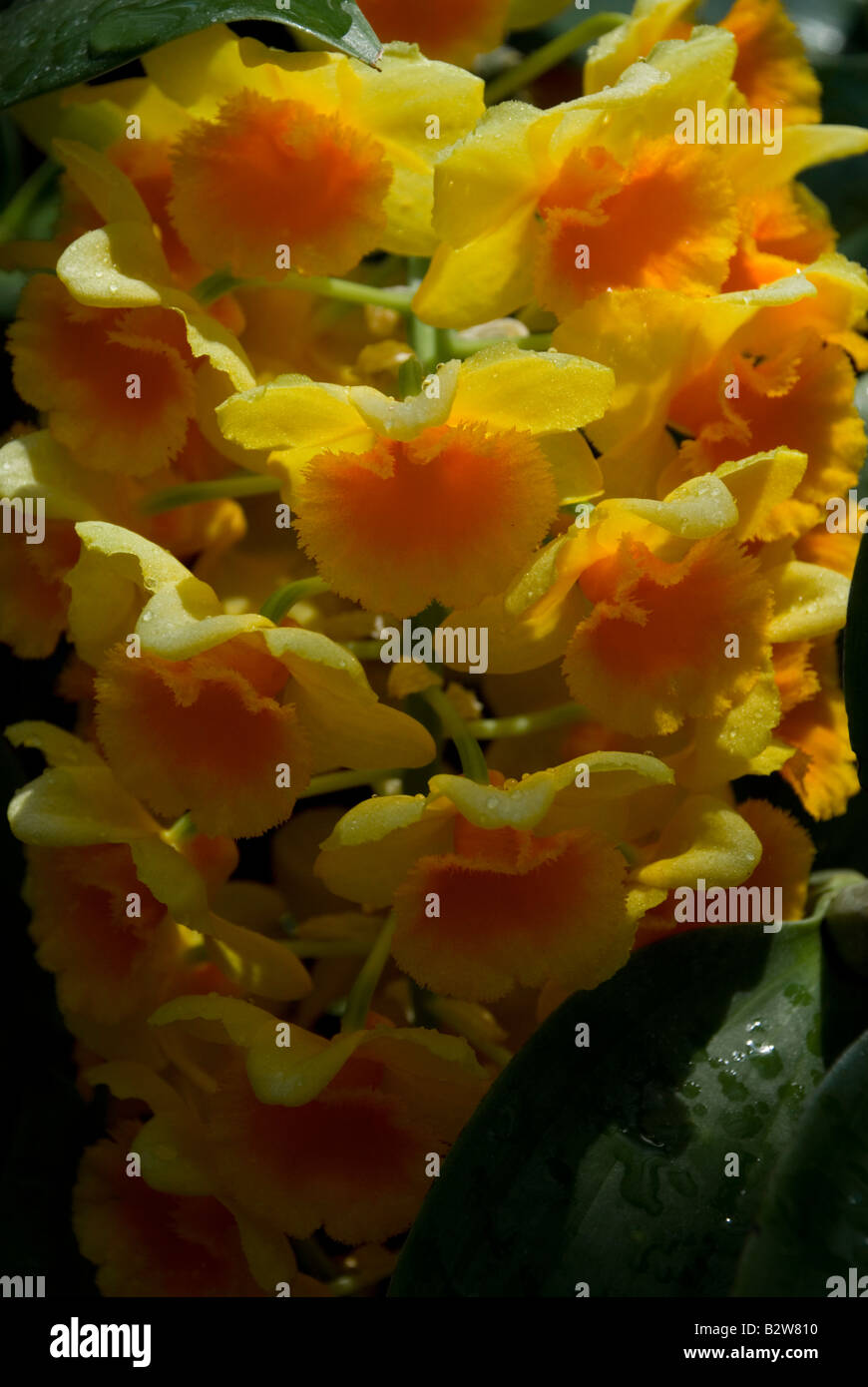 Dendrobium densiflorum hi-res stock photography and images - Alamy