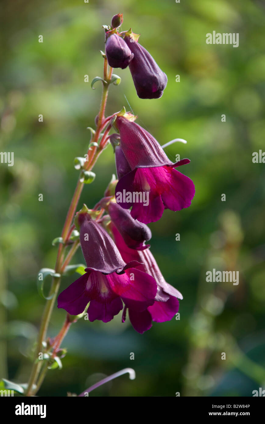 Raven Penstemon High Resolution Stock Photography and Images - Alamy