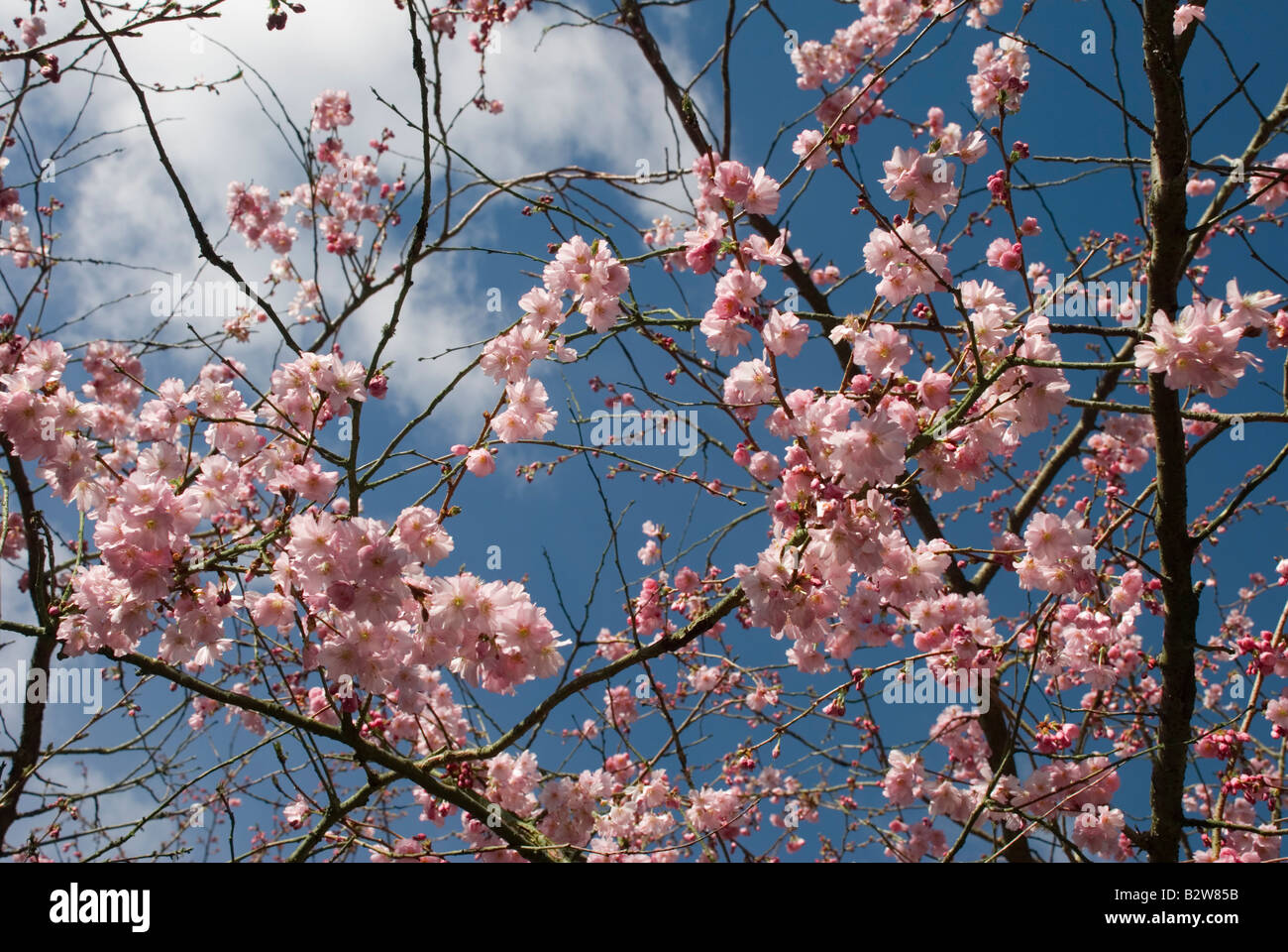 Accolade cherry tree hi-res stock photography and images - Alamy