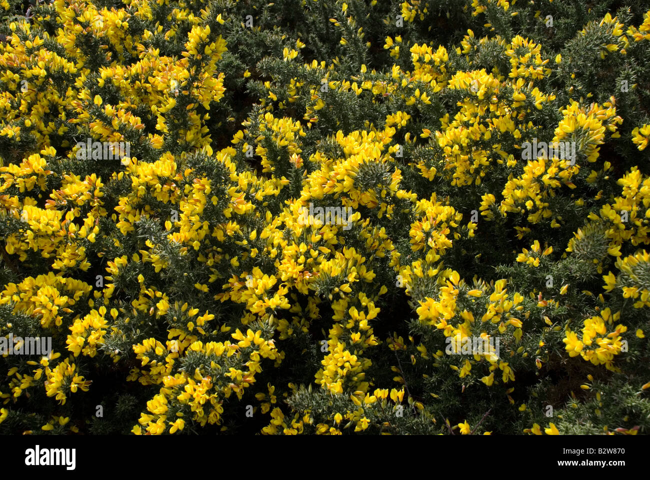 Common GORSE, ULEX EUROPAEUS Stock Photo - Alamy