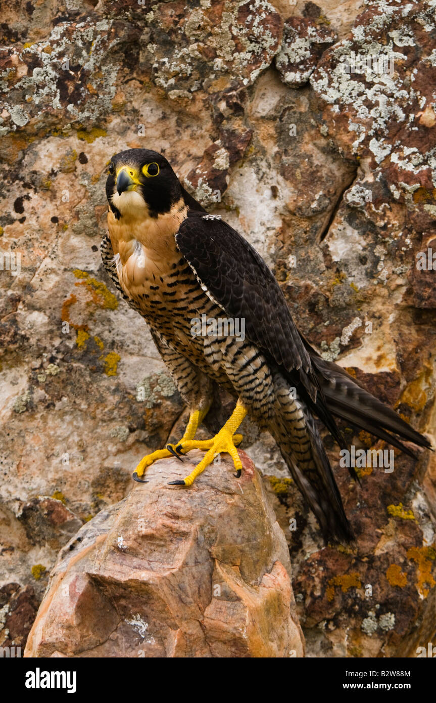 Peregrine Falcon (Falco peregrinus Stock Photo - Alamy