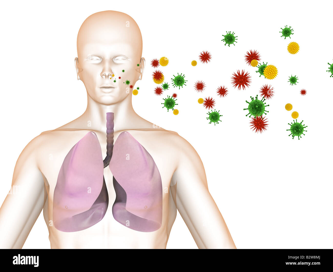 Bacteria Human Body Stock Photos & Bacteria Human Body Stock Images - Alamy