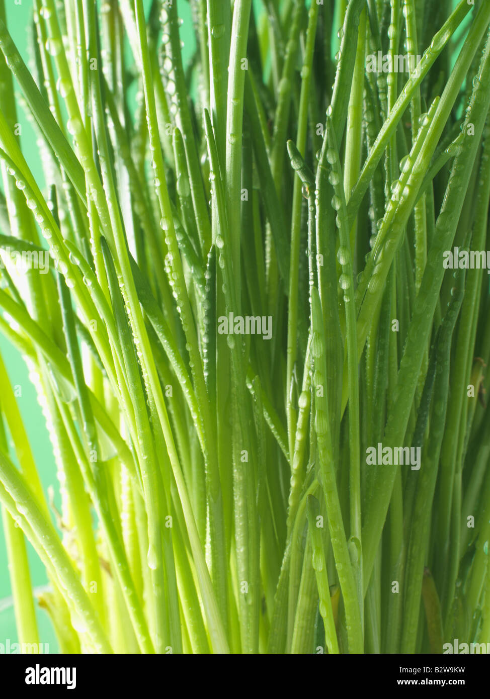 Close view on chives hi-res stock photography and images - Alamy