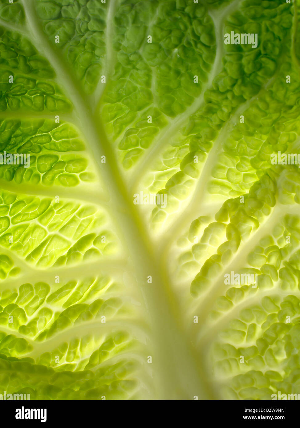 Single cabbage leaf hi-res stock photography and images - Alamy