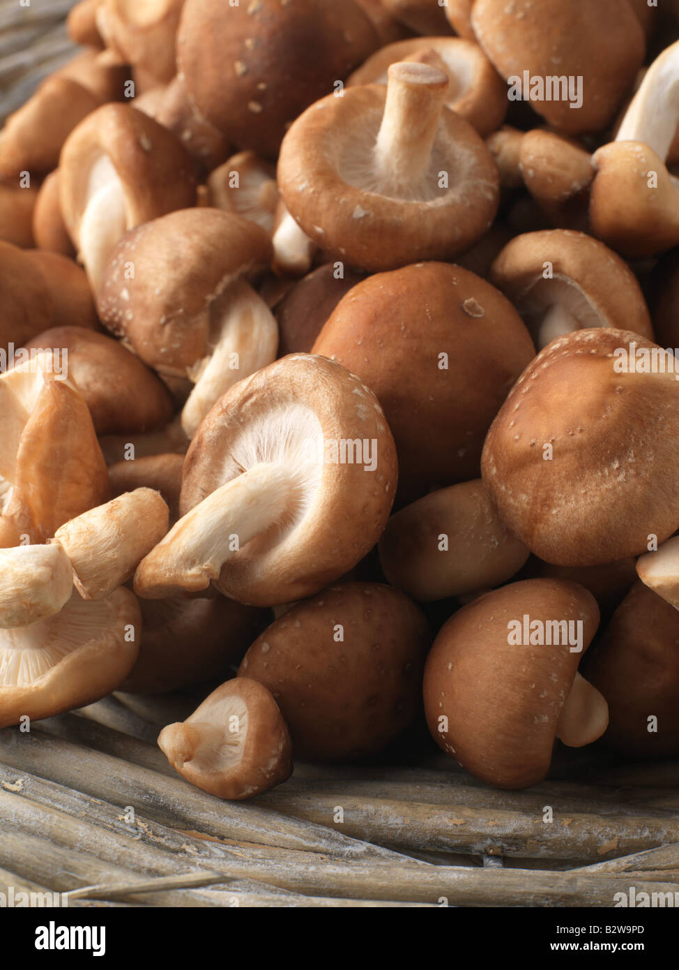 Shitake mushrooms studio hi-res stock photography and images - Alamy
