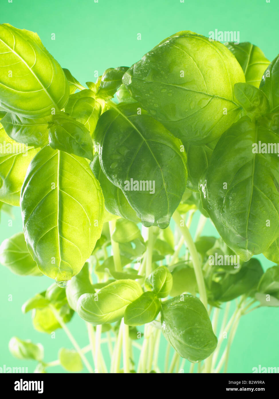 Large leaf basil plant hi-res stock photography and images - Alamy