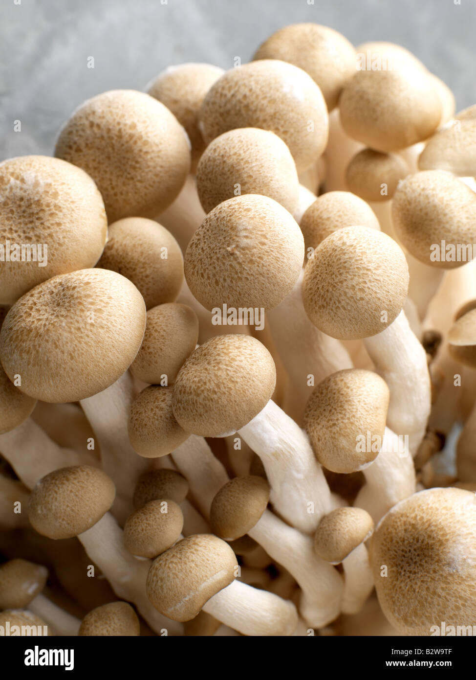 Close up view stack mushrooms hi-res stock photography and images - Alamy
