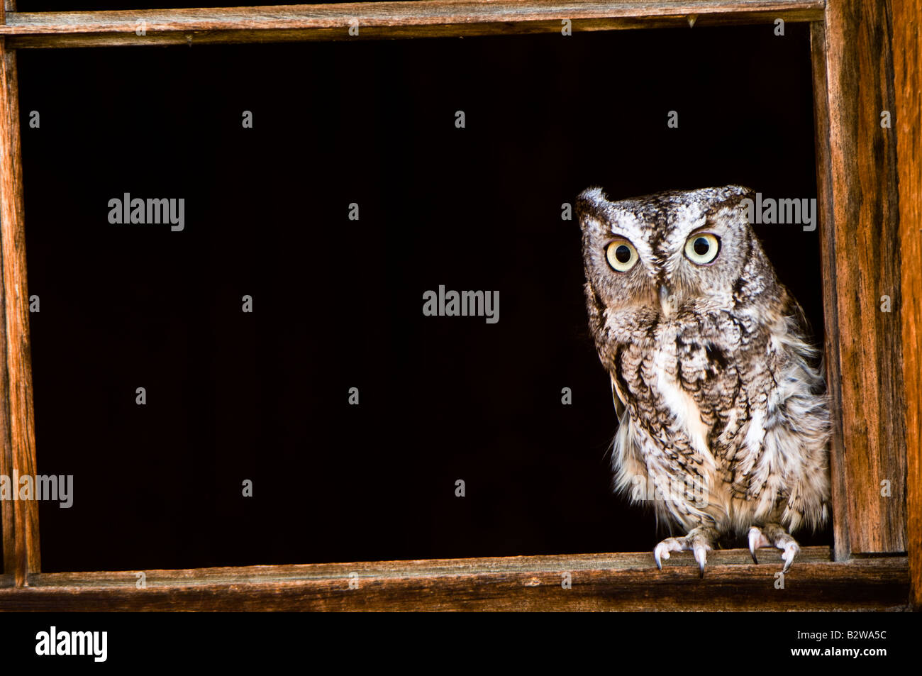 Eastern Screech-Owl (Megascops asio Stock Photo - Alamy