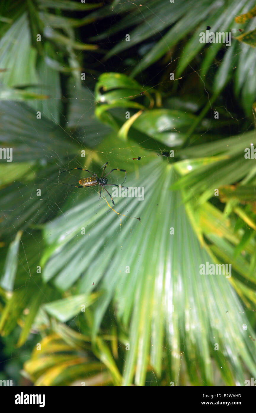 A large tropical spider crawls along its web above tropical plants near ...