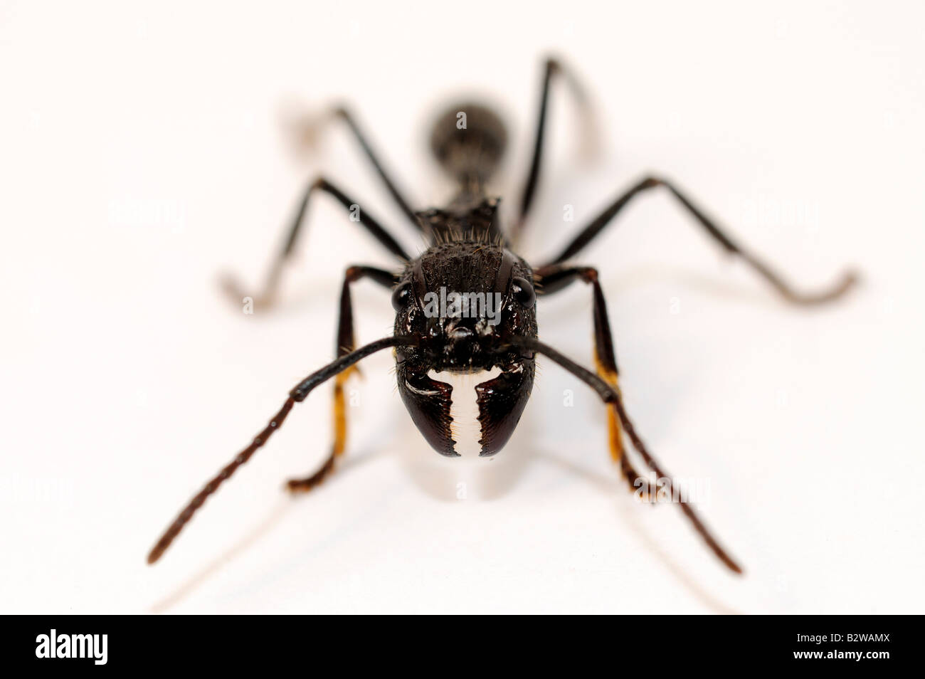 Isula or Bullet Ant Paraponera clavata Stock Photo - Alamy