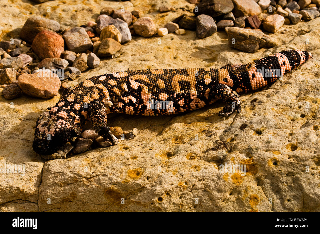 Gila Monster (Heloderma suspectum Stock Photo - Alamy