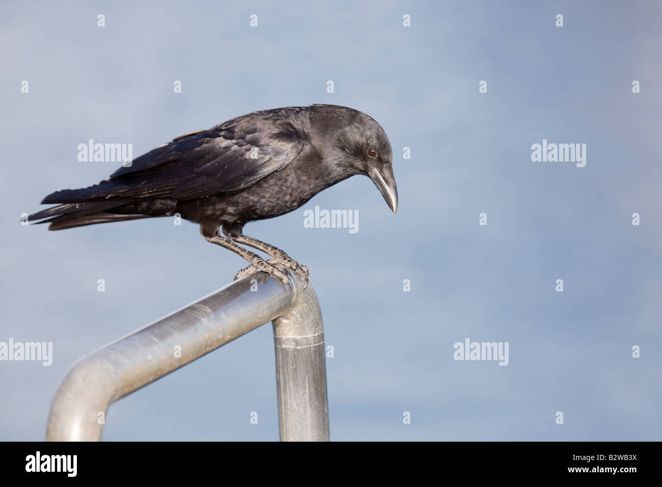 An American Crow, Corvus brachyrhynchos, foraging at the harbor in ...
