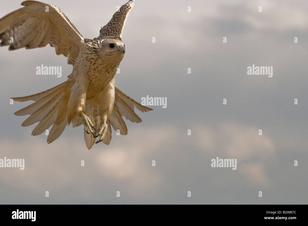 Gyrfalcon (Falco rusticolus Stock Photo - Alamy