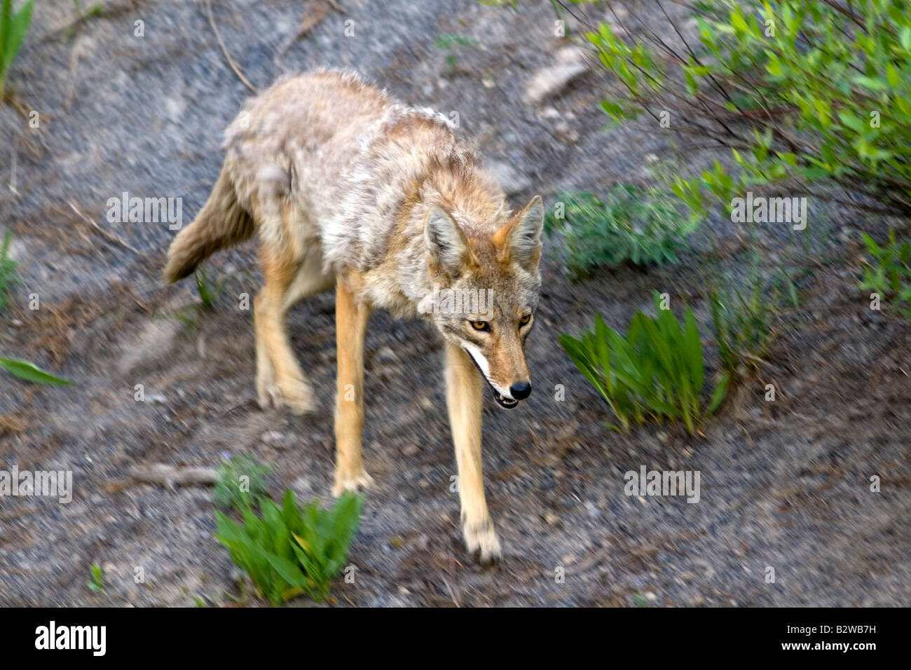 Yellowstone coyote hi-res stock photography and images - Alamy