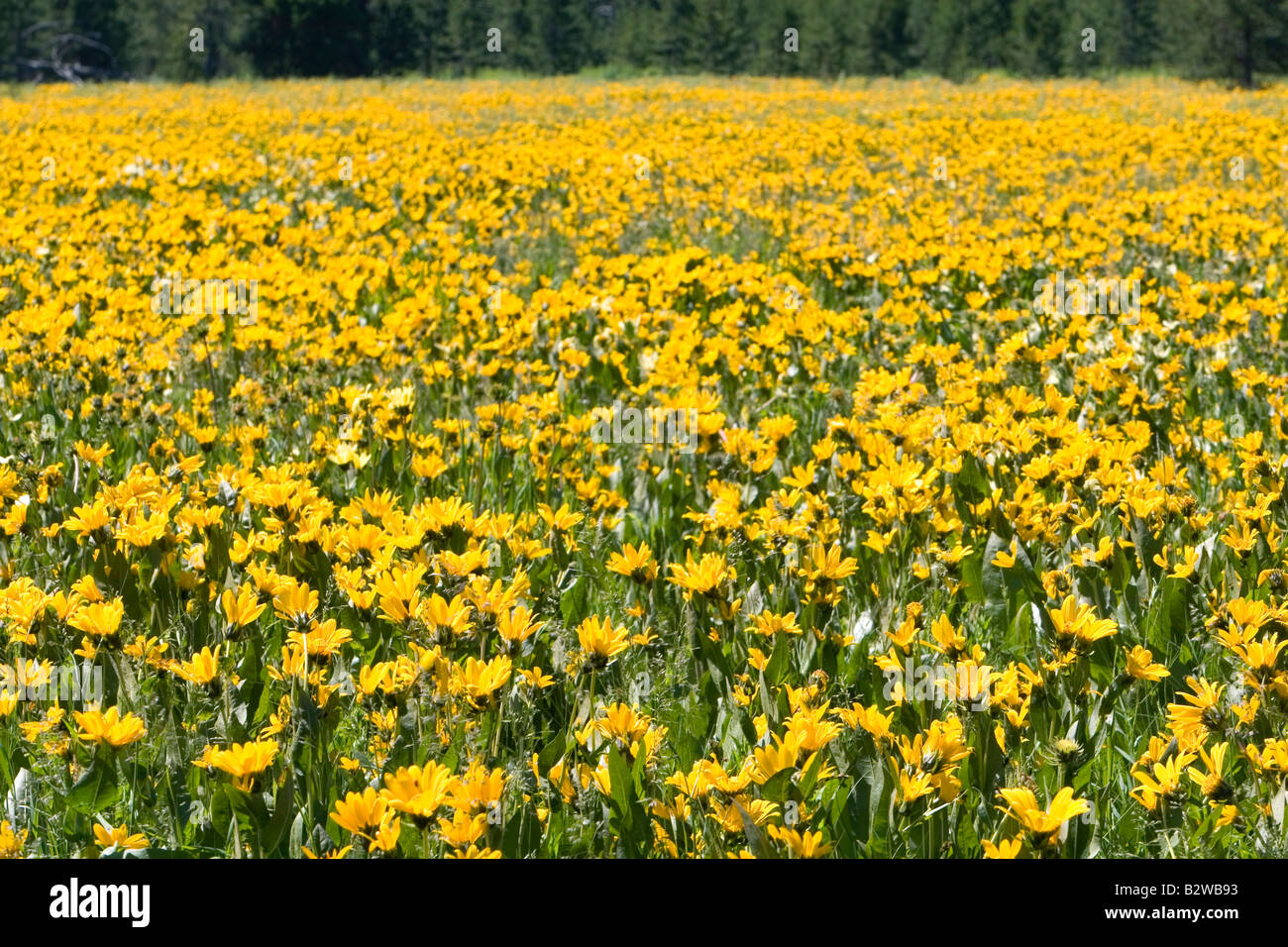 Meadow of yellow balsamroot wildflowers in Island Park near the Henrys ...