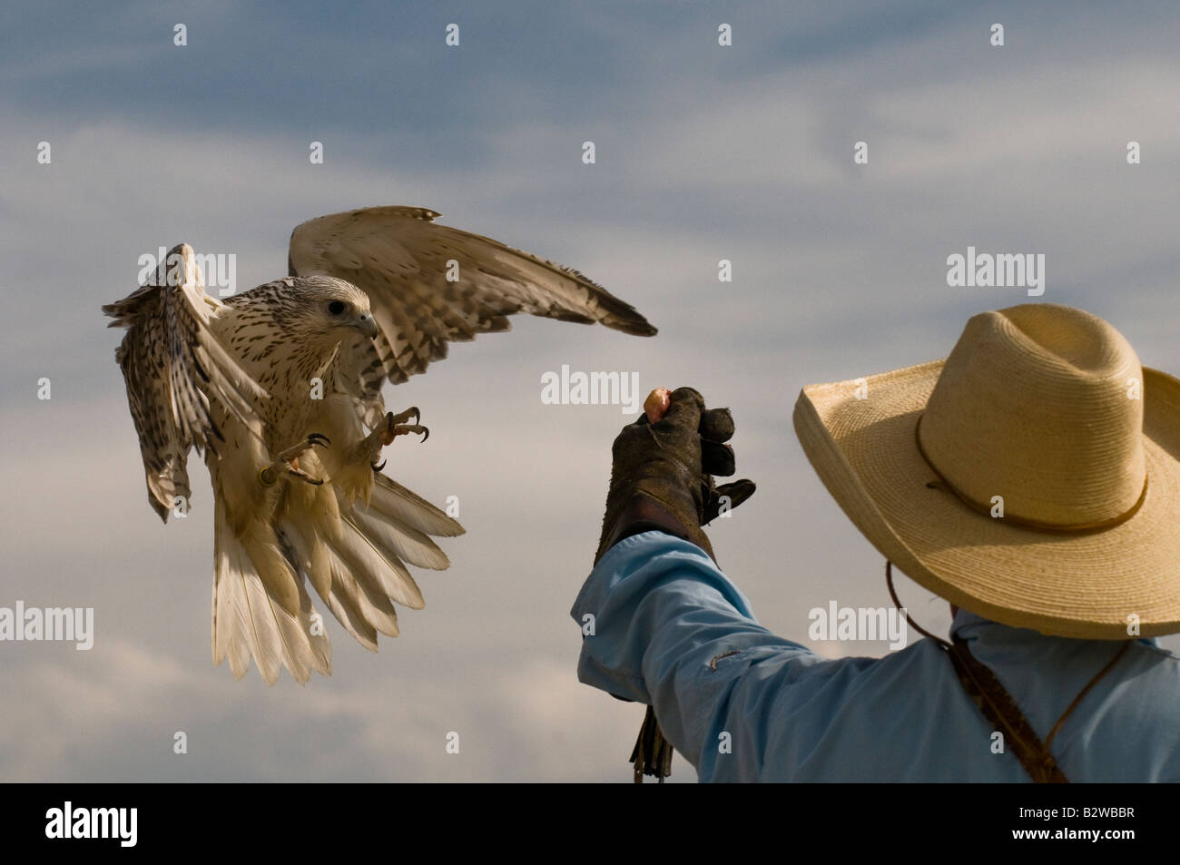 Gyrfalcon falco hi-res stock photography and images - Alamy