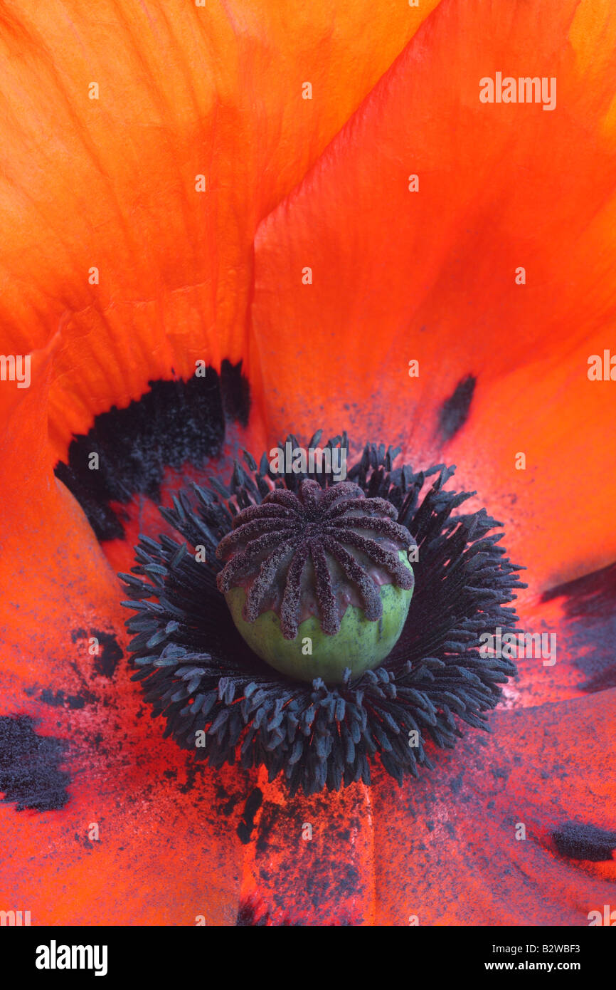 Oriental poppy, Papaver orientale Allegro, closeup of centre of flower ...