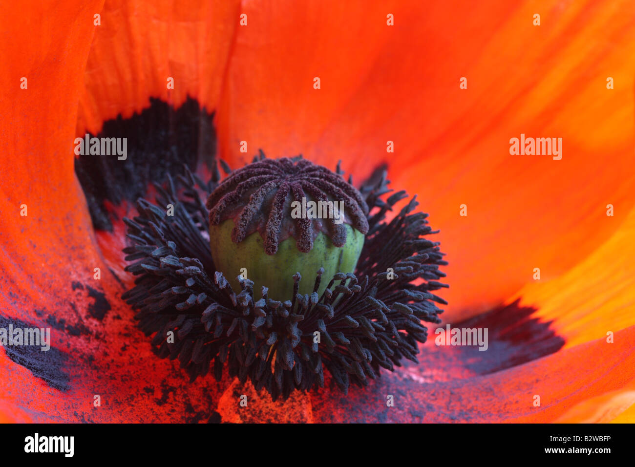 Oriental poppy, Papaver orientale Allegro, closeup of centre of flower ...
