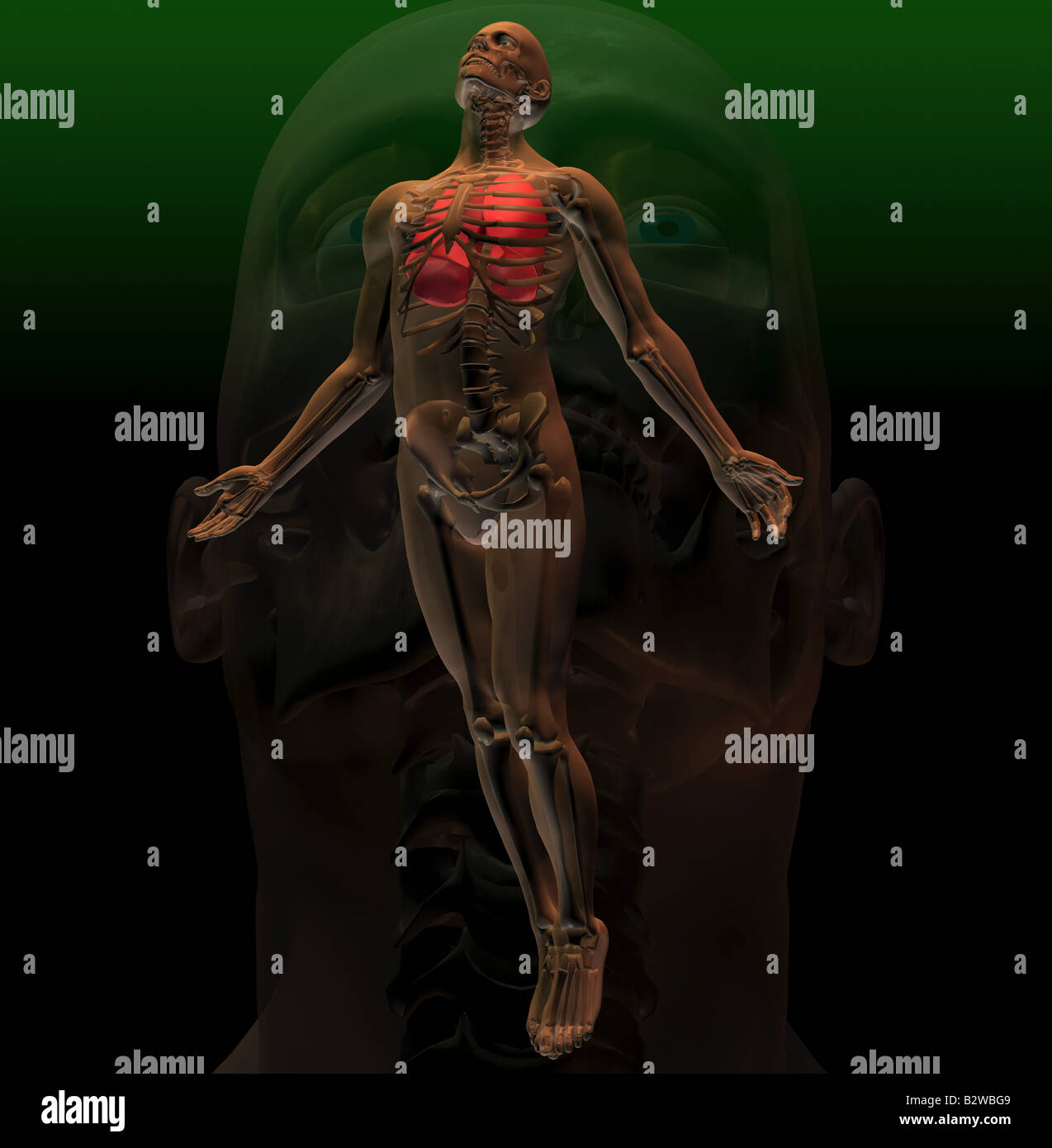 Adult skull illustration hi-res stock photography and images - Alamy