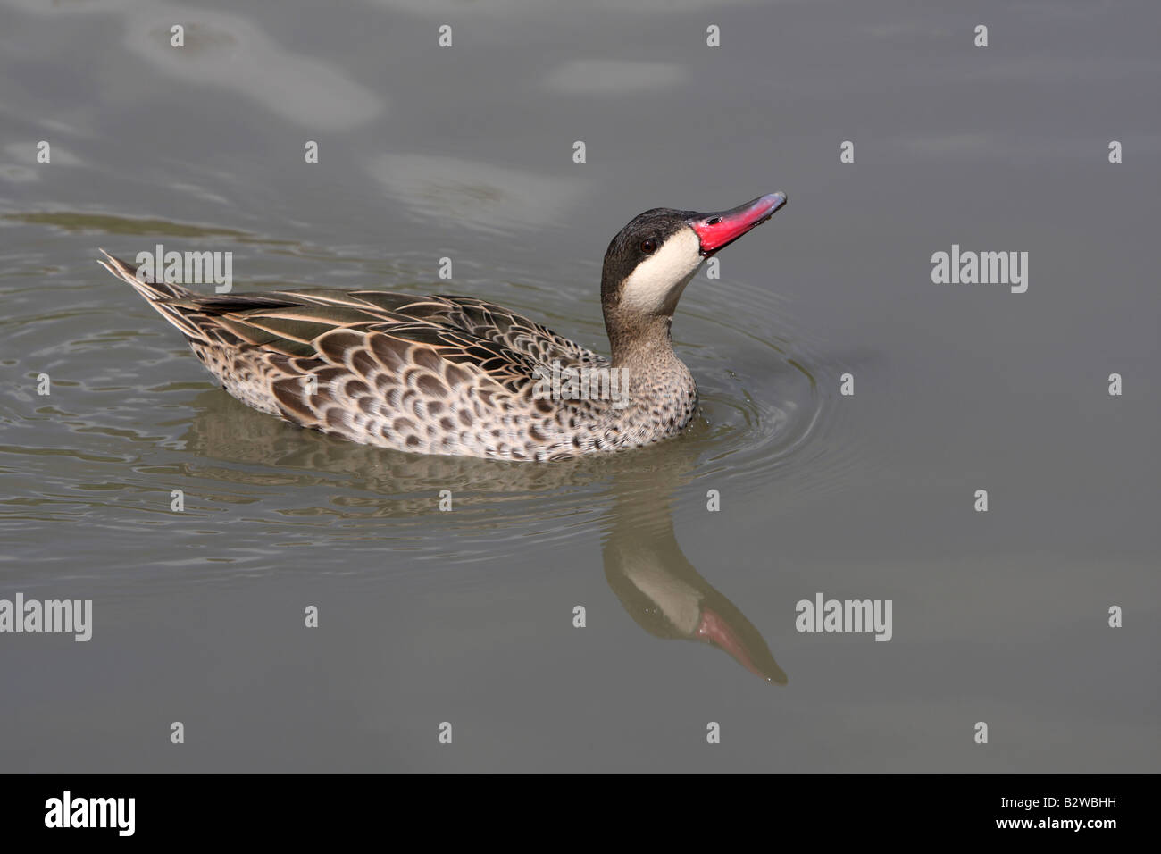 Red billed duck hi-res stock photography and images - Alamy