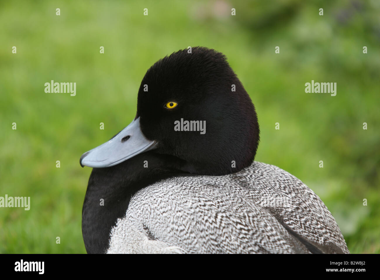 Lesser Scaup, Aythya affinis, close up of head Stock Photo - Alamy