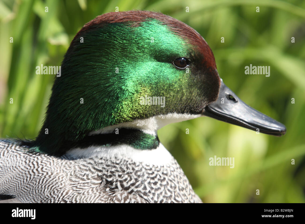 Falcated duck anas falcata hi-res stock photography and images - Alamy
