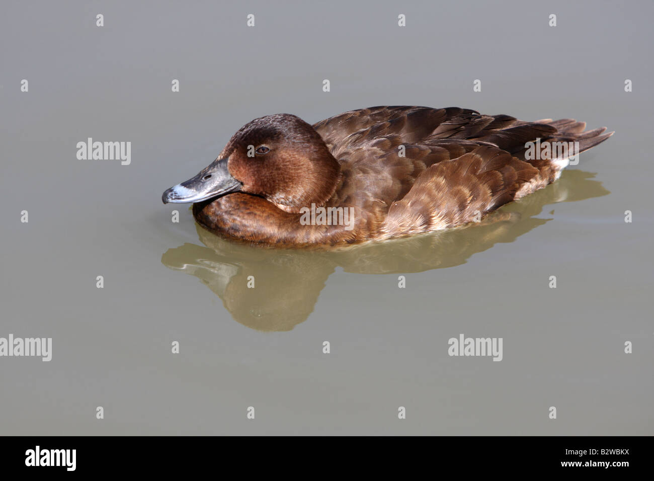 Hardhead, Aythya australis Stock Photo - Alamy