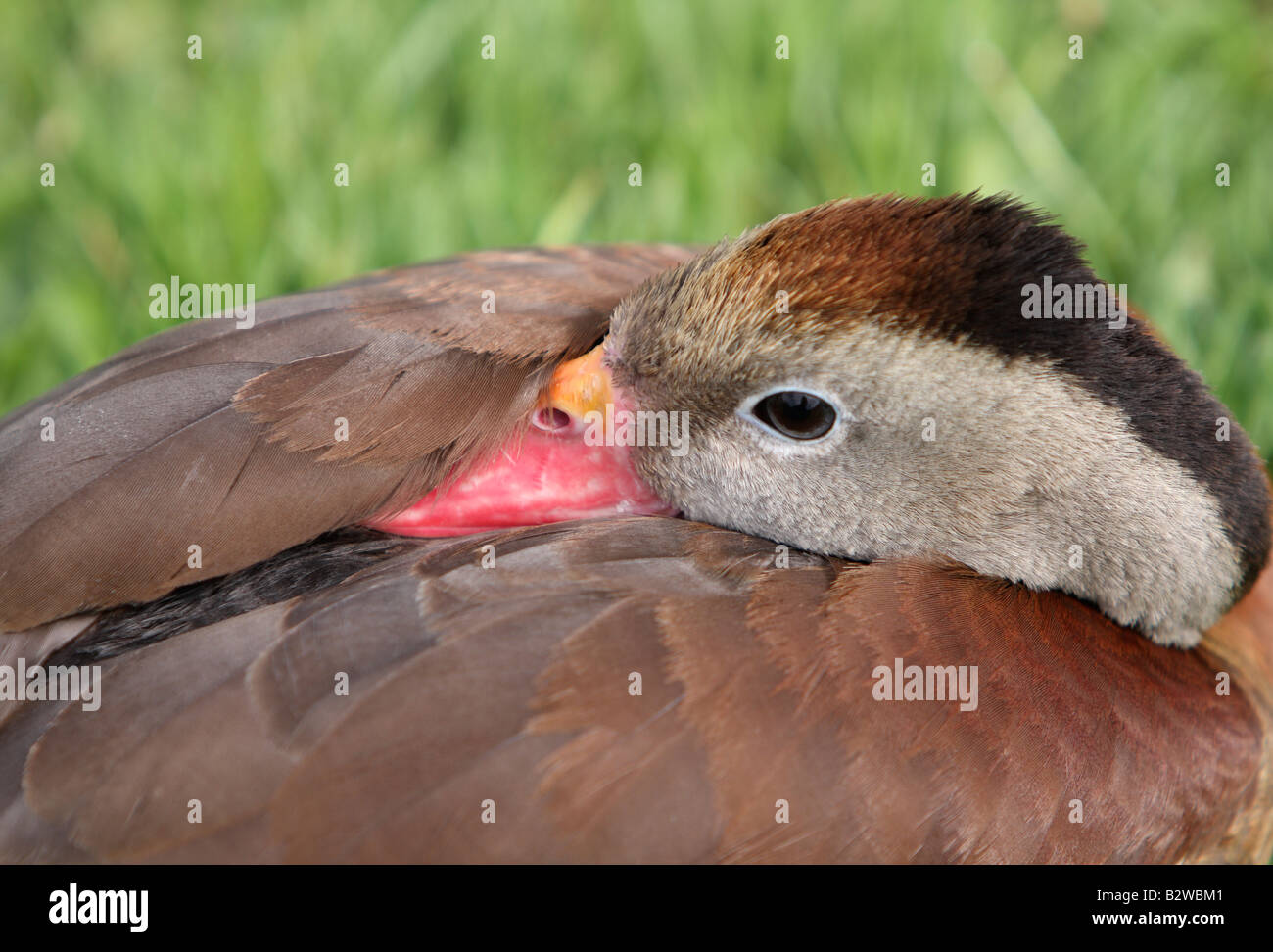 Red head duck hi-res stock photography and images - Alamy