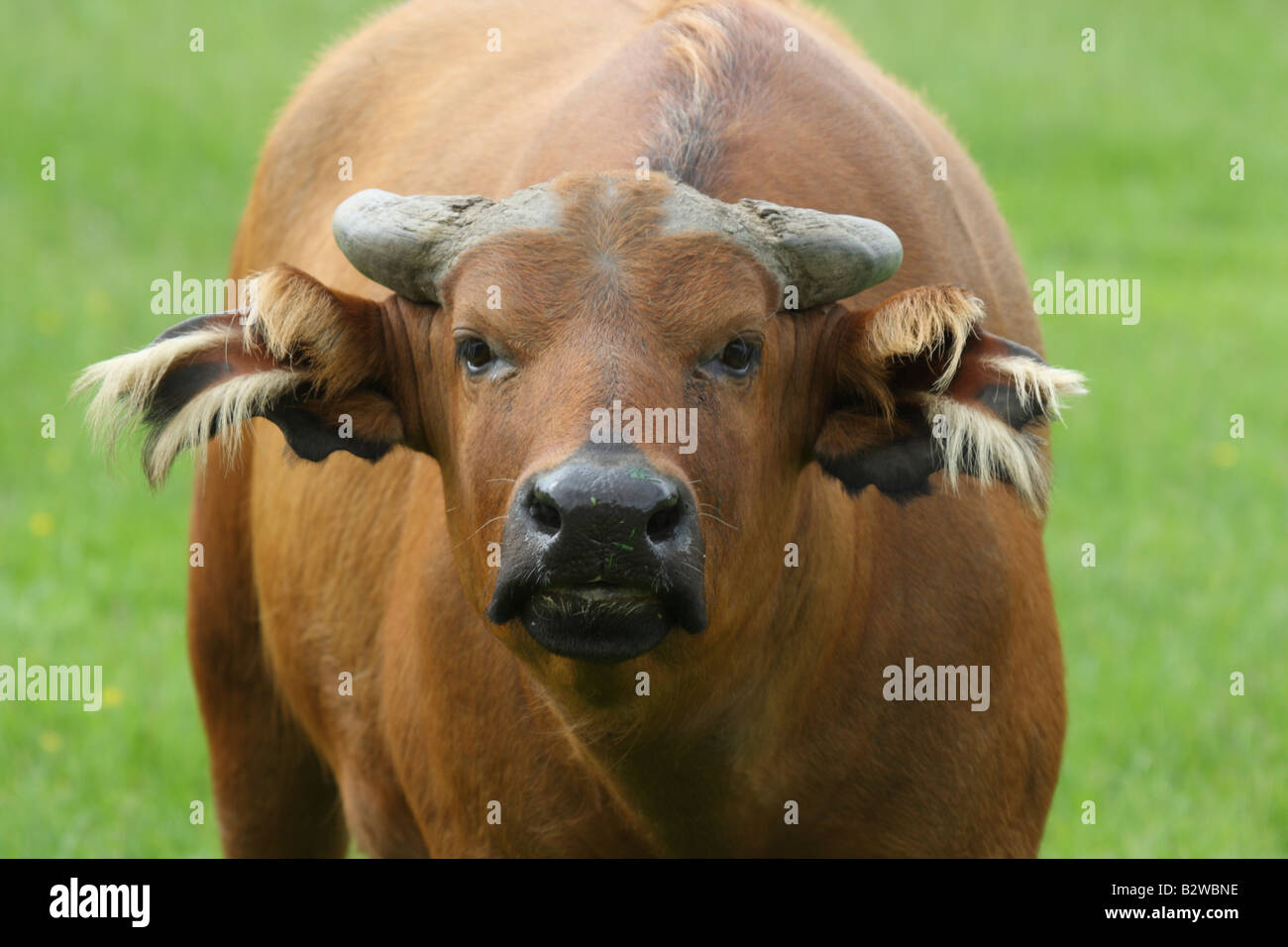 Syncerus caffer nanus hi-res stock photography and images - Alamy