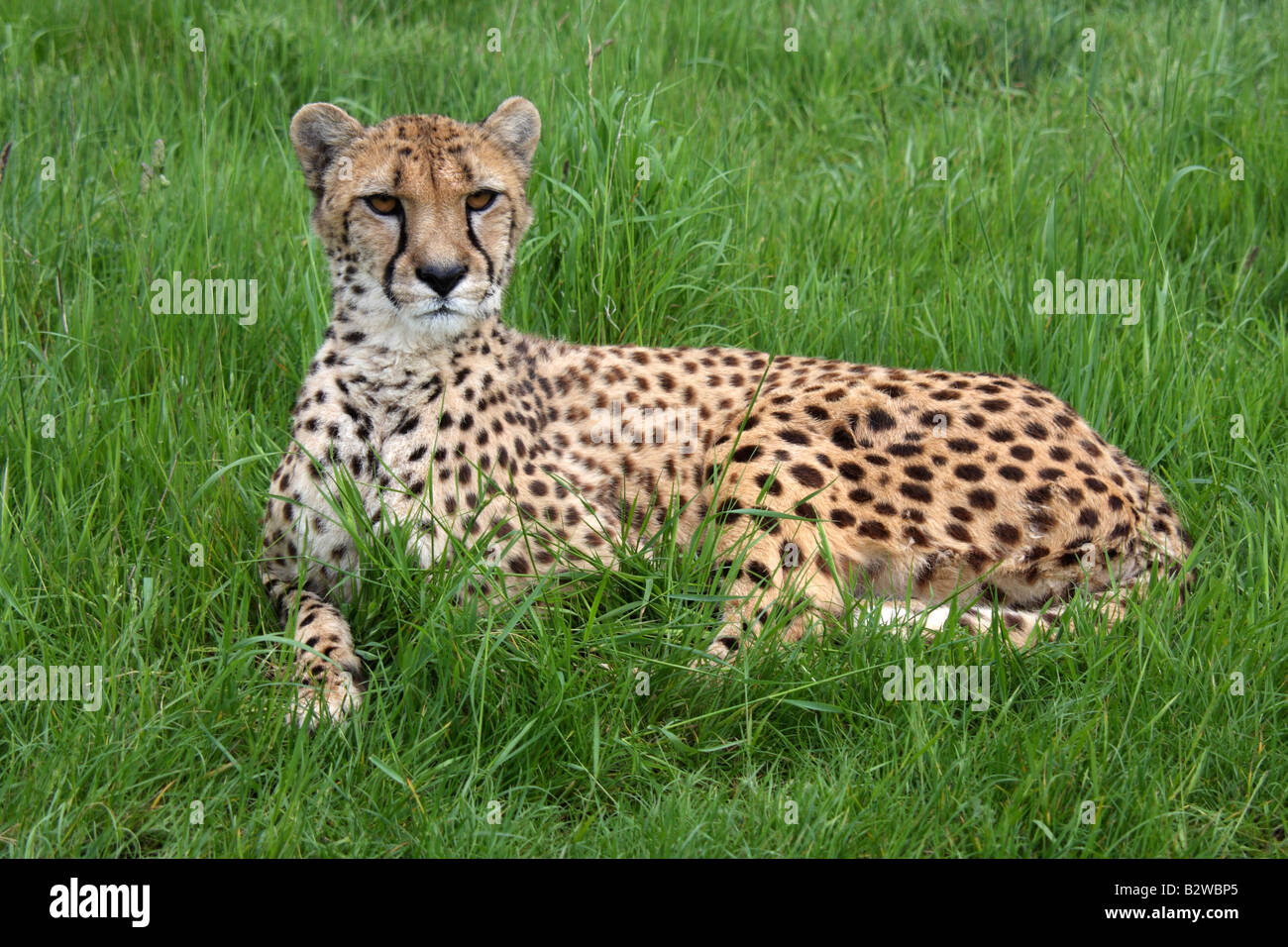 Cheetah, Acinonyx jubatus Stock Photo - Alamy
