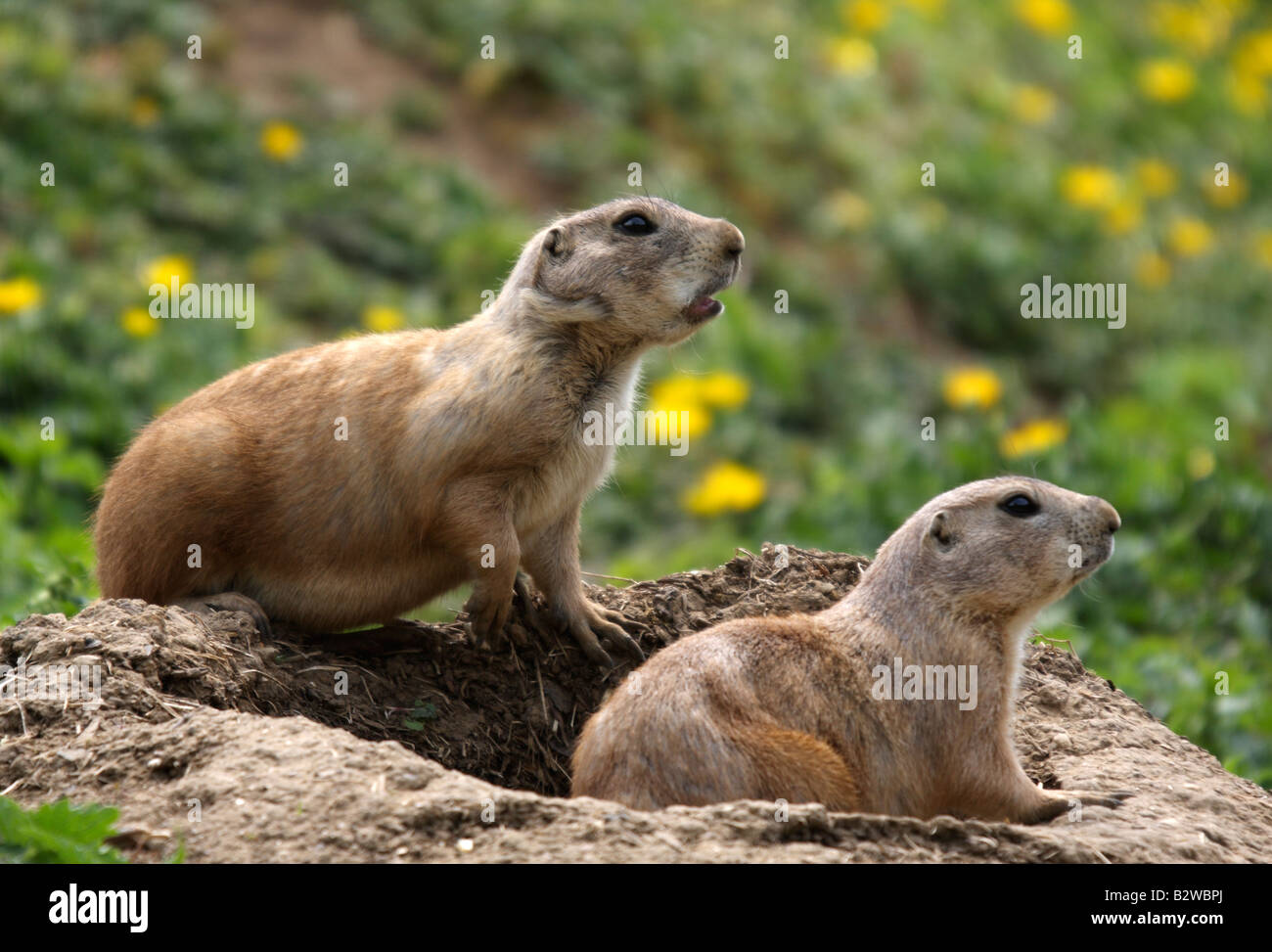 Dogs cynomys hi-res stock photography and images - Alamy