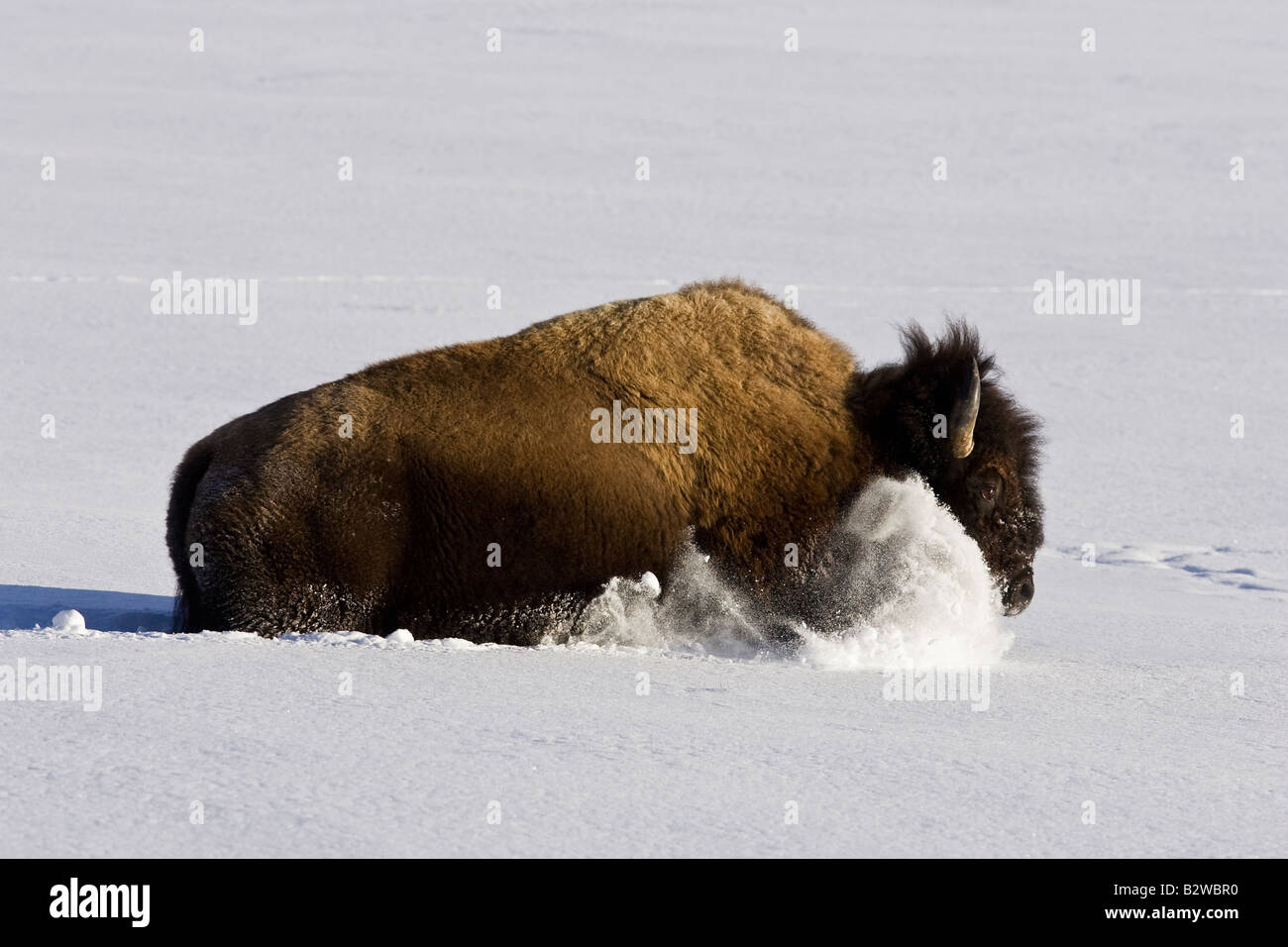 Bison running through the snow in Yellowstone National Park Stock Photo ...