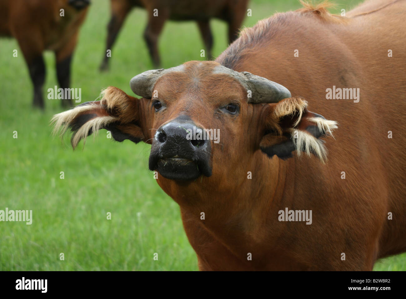 Syncerus caffer nanus hi-res stock photography and images - Alamy