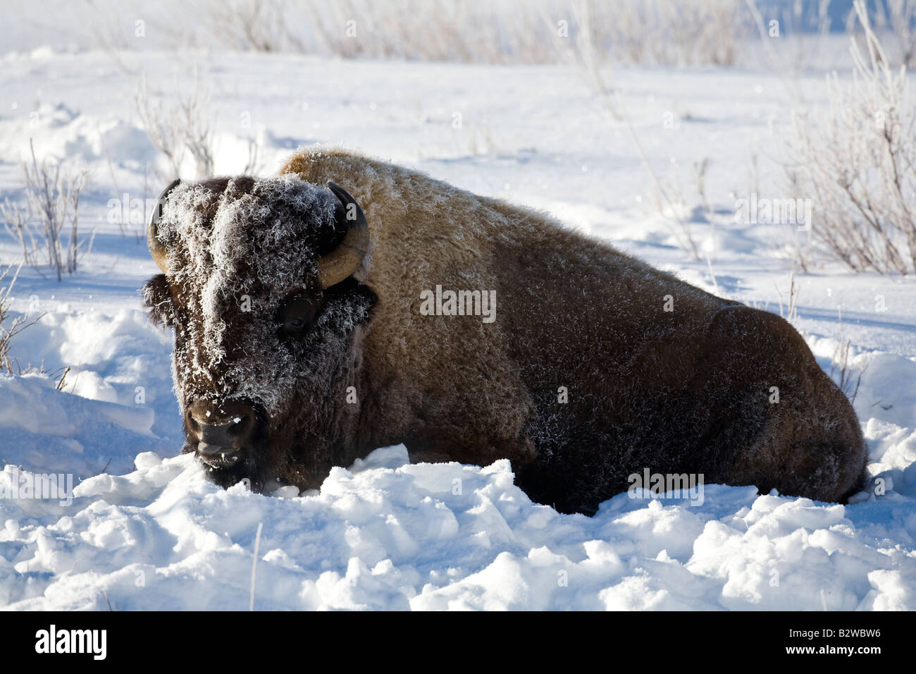 American bison or buffalo during winter in Yellowstone National Park ...