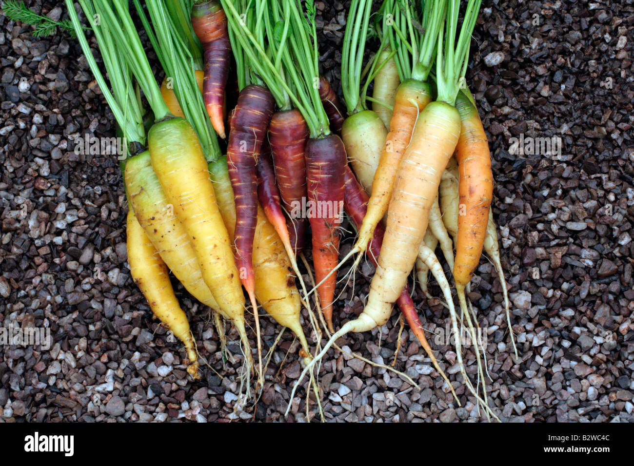CARROTS: L TO R, YELLOWSTONE, PURPLE HAZE AND RAINBOW MIXTURE Stock ...