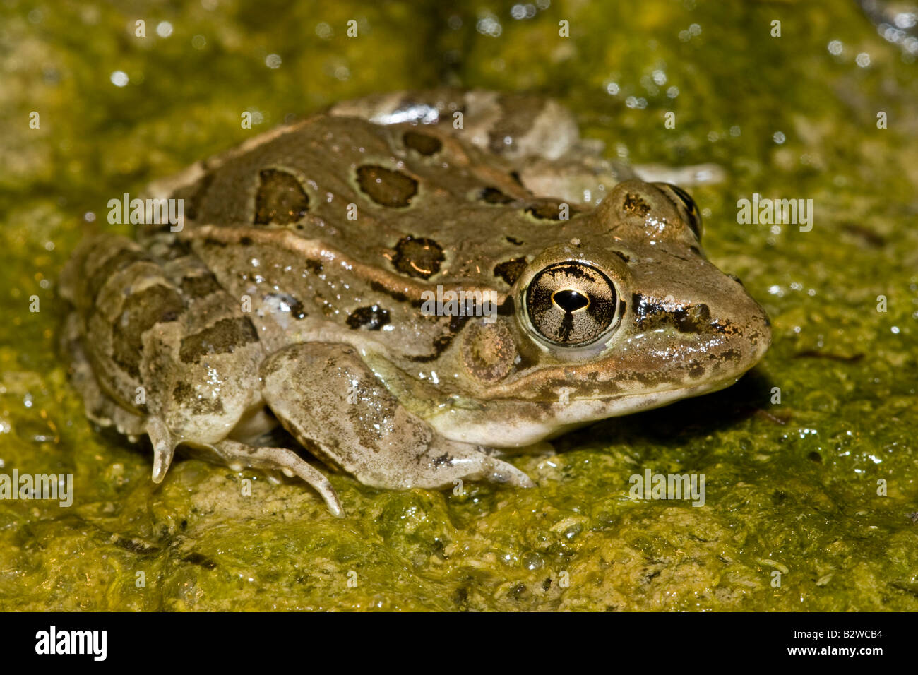 Rio-grande leopard frog Stock Photo - Alamy