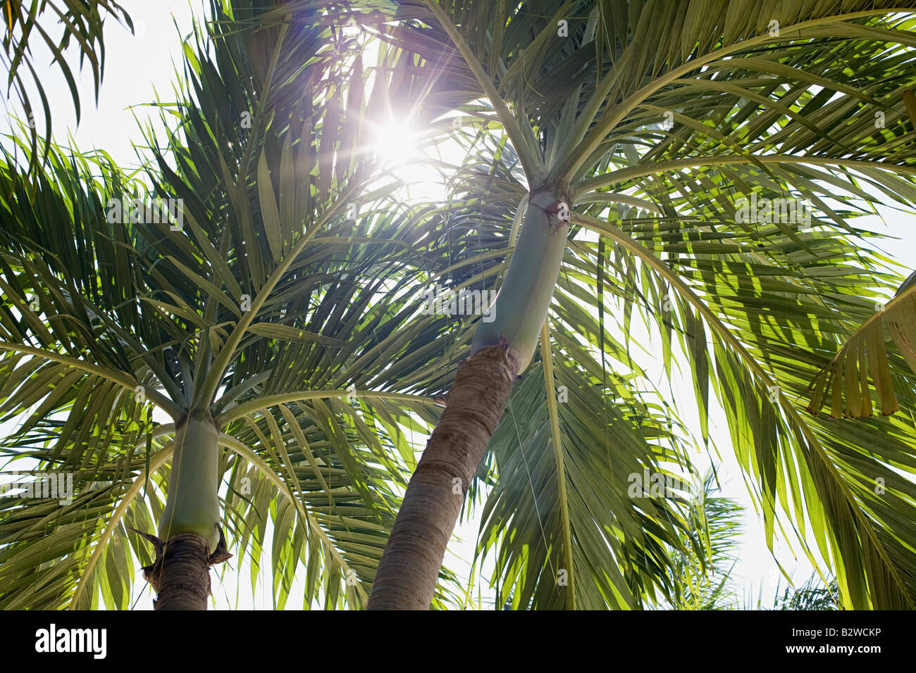 Lens flare palm tree hi-res stock photography and images - Alamy