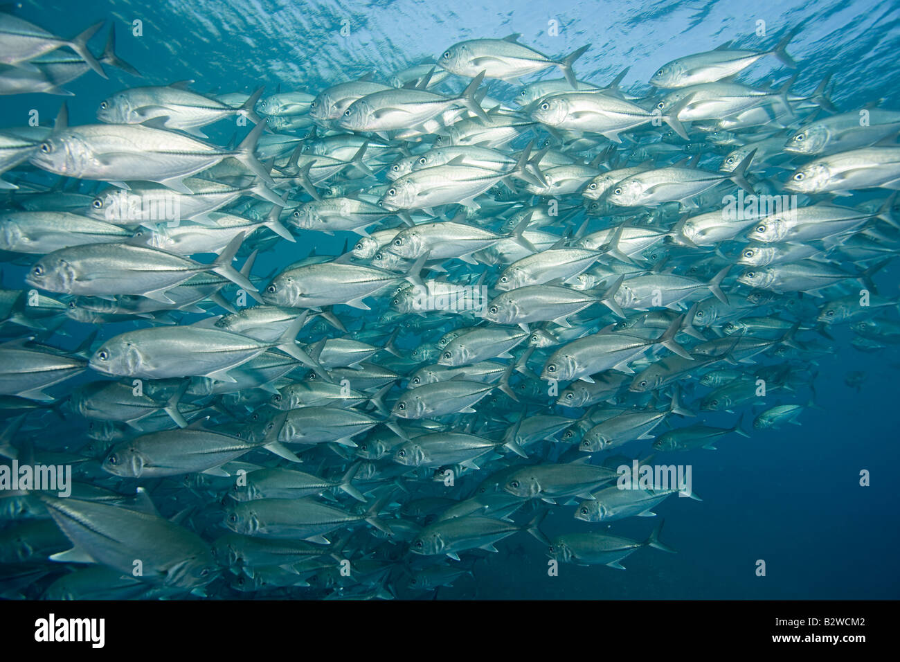 Fish shoal hi-res stock photography and images - Alamy