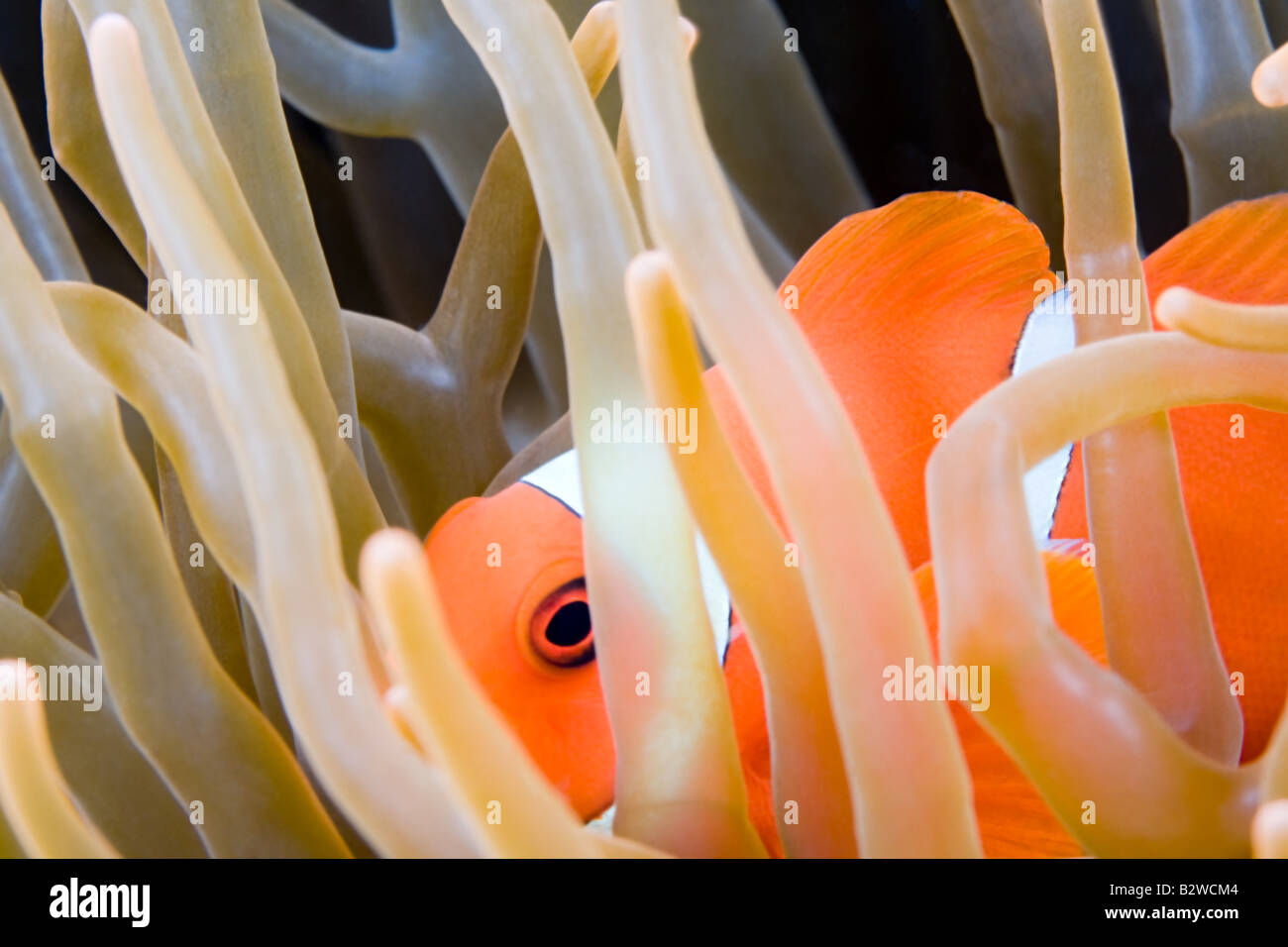A clown fish hiding amongst coral Stock Photo - Alamy